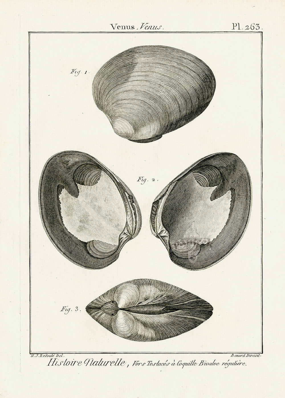 Lamarck Black and White Venus Clam Shells 1757 | Panteek Antique Prints