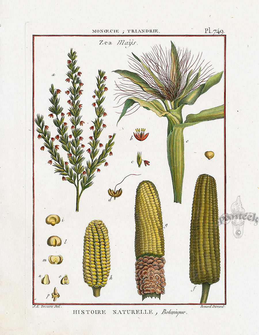Lamarck Botanical Tree Prints Corn, Maize | Panteek Antique Prints