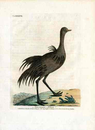 Latham Synopsis Birds 1781 American Rhea JLB110