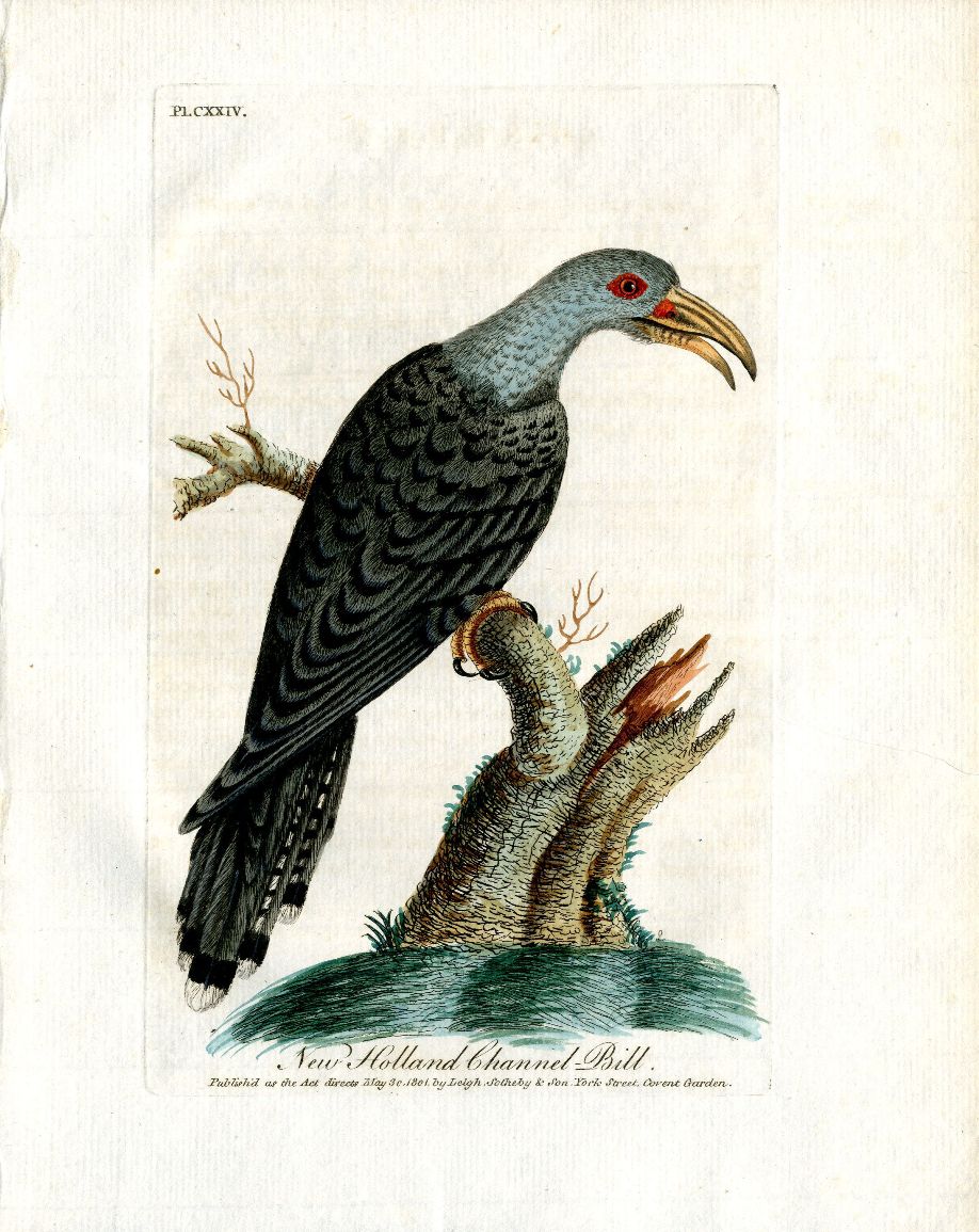 Latham Synopsis Birds 1781 Channel Bill JLB042
