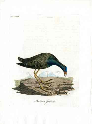 Latham Synopsis Birds 1781 Martinico Gallinule | Panteek Antique Prints