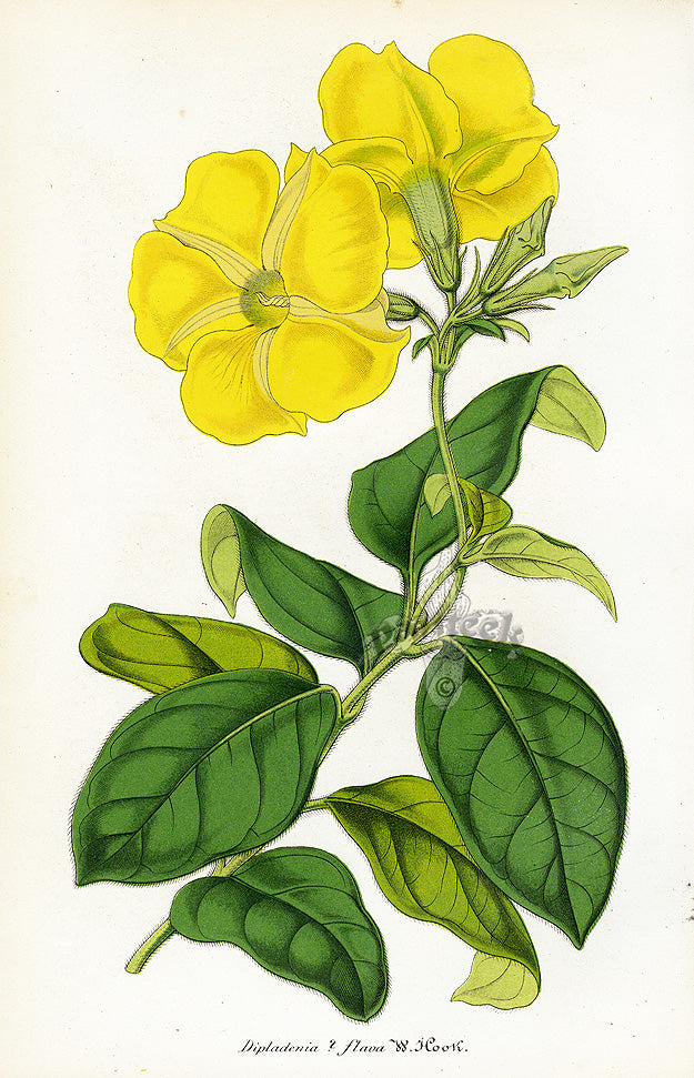 Lemaire Chromolithograph 1851 Dipladenia | Panteek Antique Prints