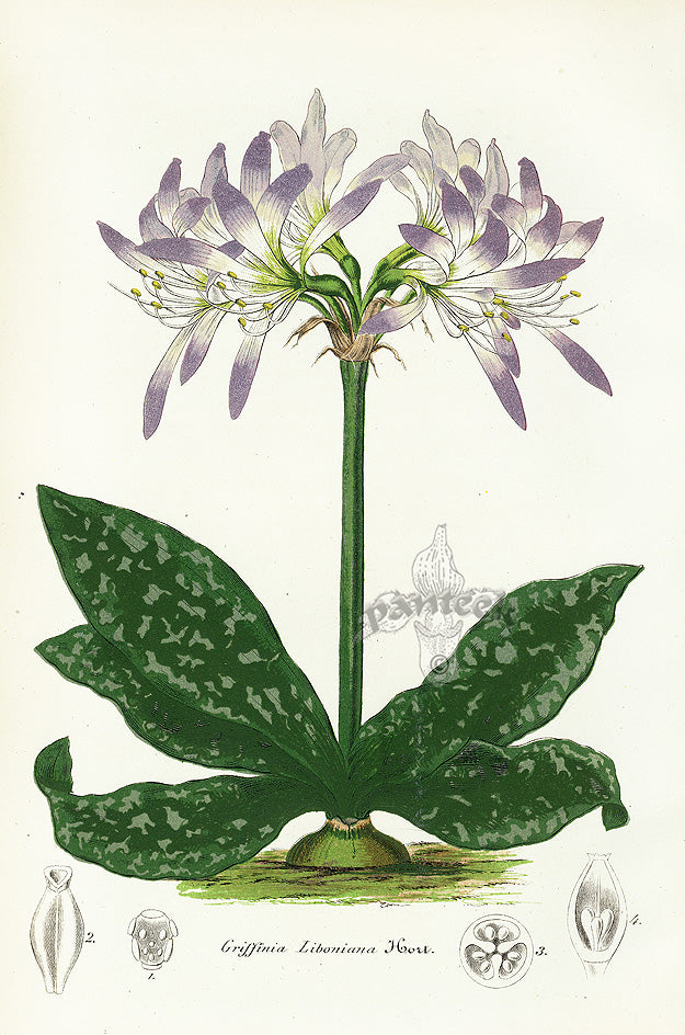 Lemaire Chromolithograph 1851 Griffinia | Panteek Antique Prints