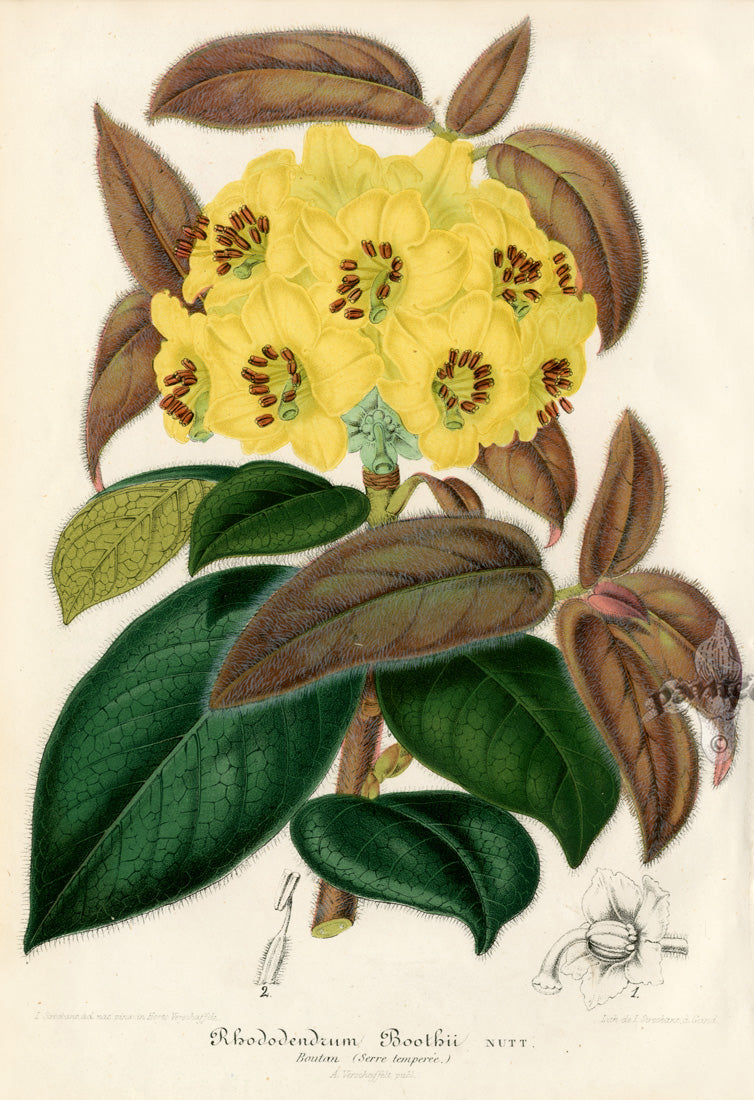 Lemaire Chromolithograph 1851 Rhododendrum | Panteek Antique Prints