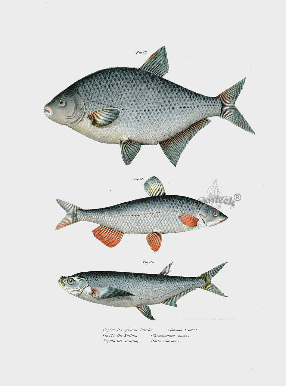 Leopold Fitzinger Lithograph Carp Bream | Panteek Antique Prints