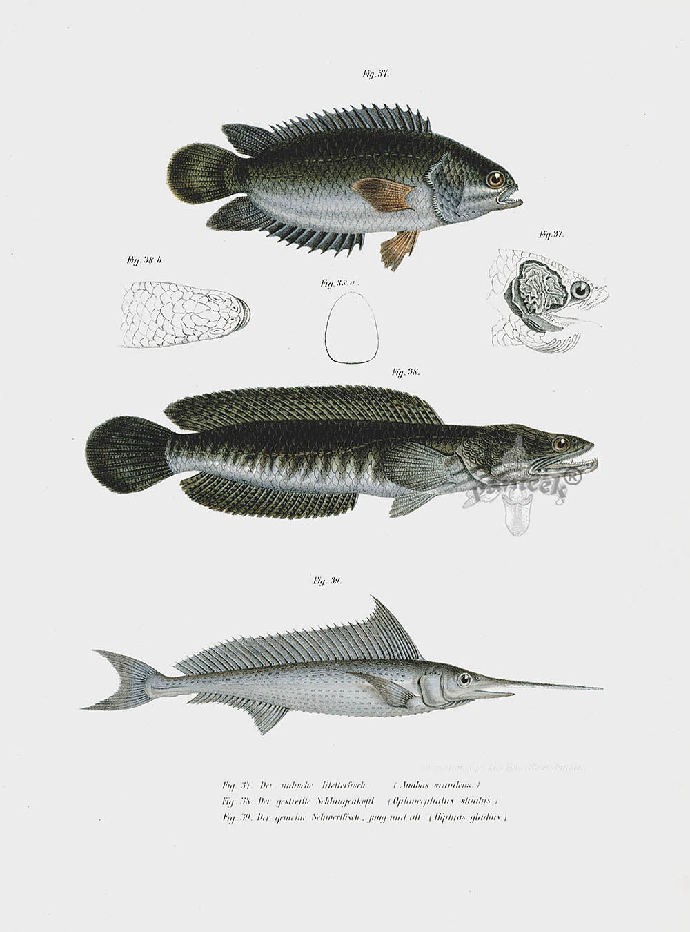 Leopold Fitzinger Lithograph Swordfish | Panteek Antique Prints