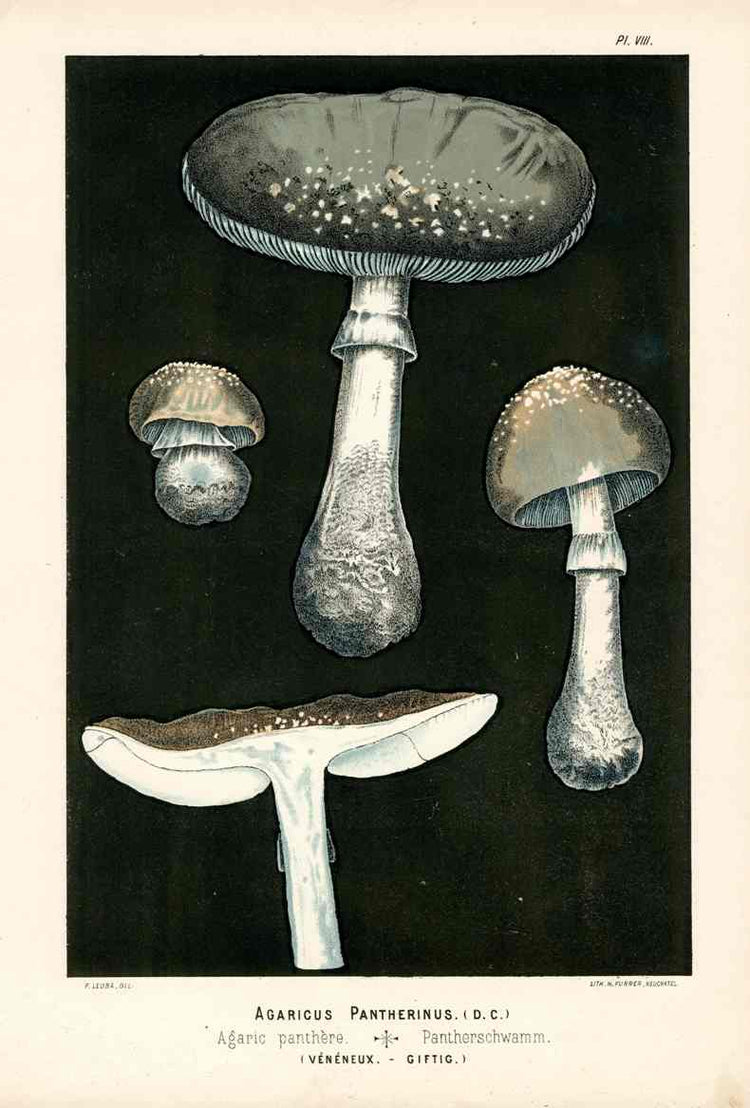 Leuba Mushroom Print 1890 Panther Cap | Panteek Antique Prints