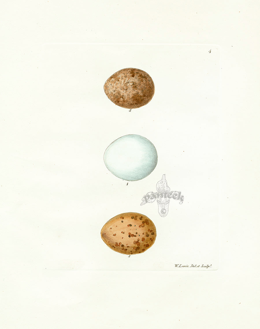 Lewin Egg Prints Goshawk, Hen Harrier, Kestrel | Panteek Antique Prints