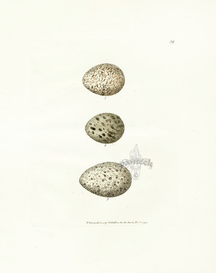 Lewin Egg Prints Knott, Turnstone, Plover | Panteek Antique Prints