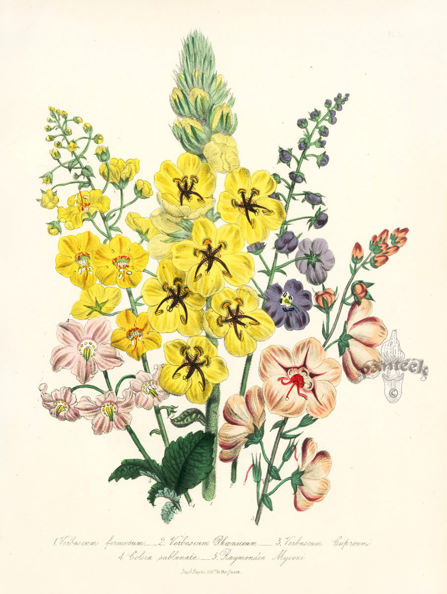 Loudon 1840 Verbascum | Panteek Antique Prints