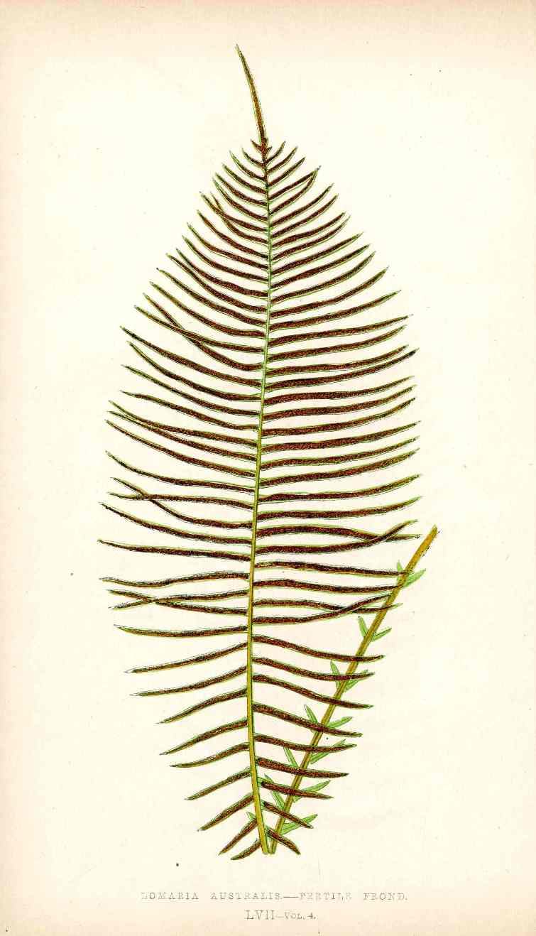 Lowe Antique Colored Fern Print Lomaria australis | Panteek Antique Prints