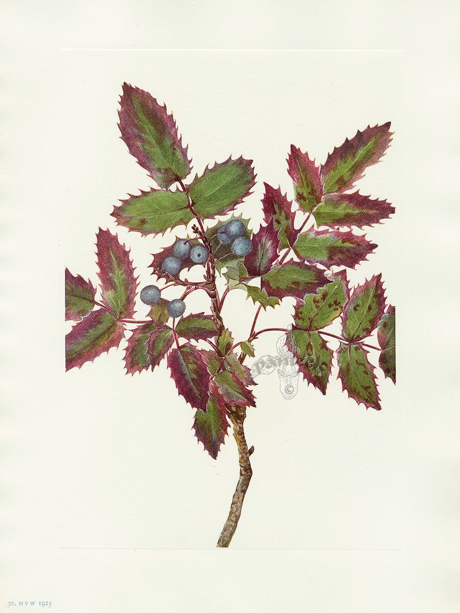 Mary Vaux Walcott 1925 Print Creeping Hollygrape | Panteek Antique Prints