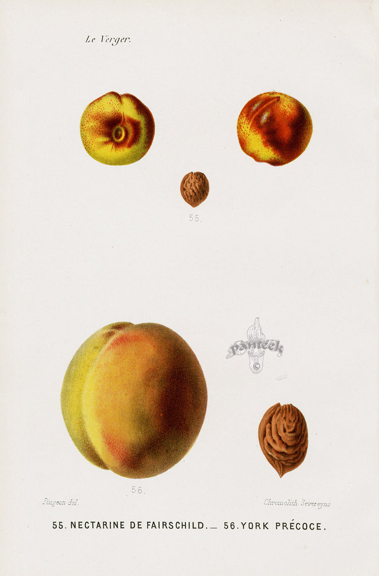 Mas Antique Fruit Print 1866 Fairschild, Early York Nectarine | Panteek ...