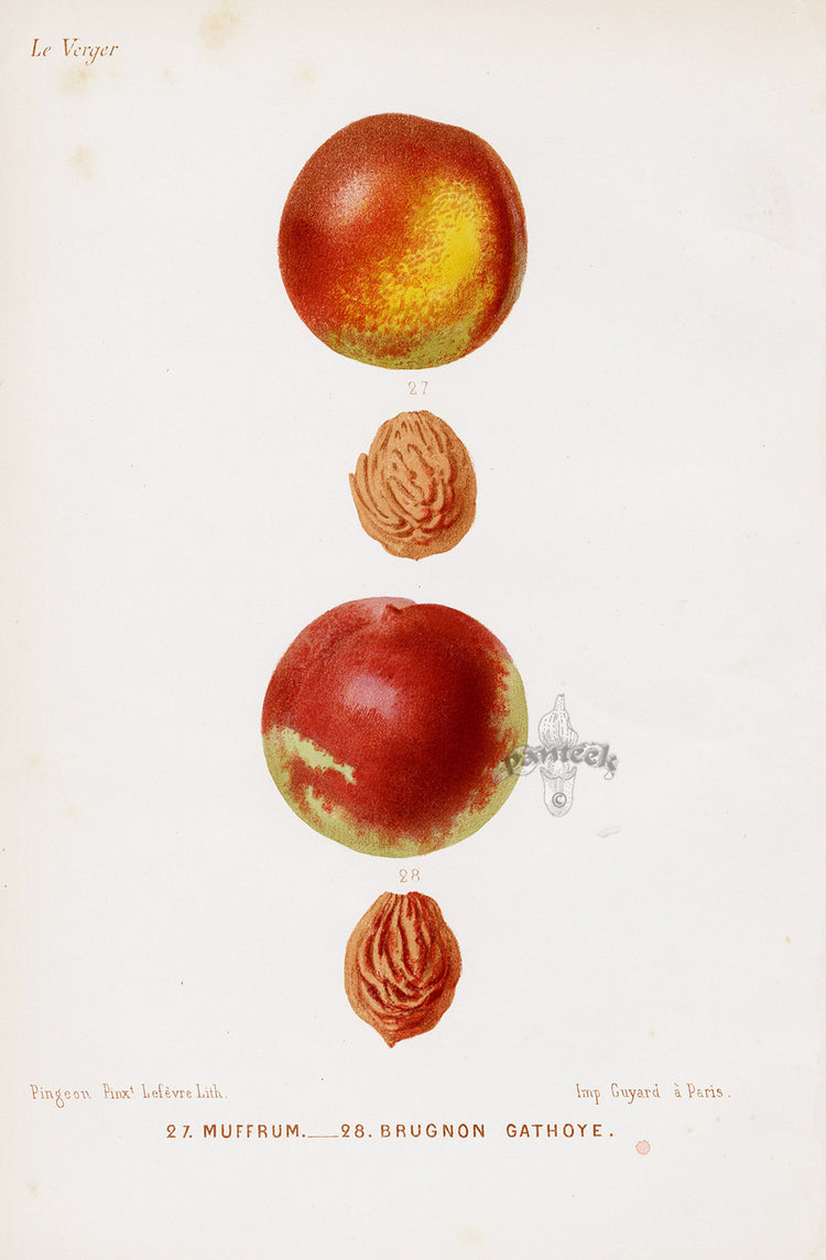 Mas Antique Fruit Print 1866 Muffrum, Gathoye Nectarine | Panteek ...