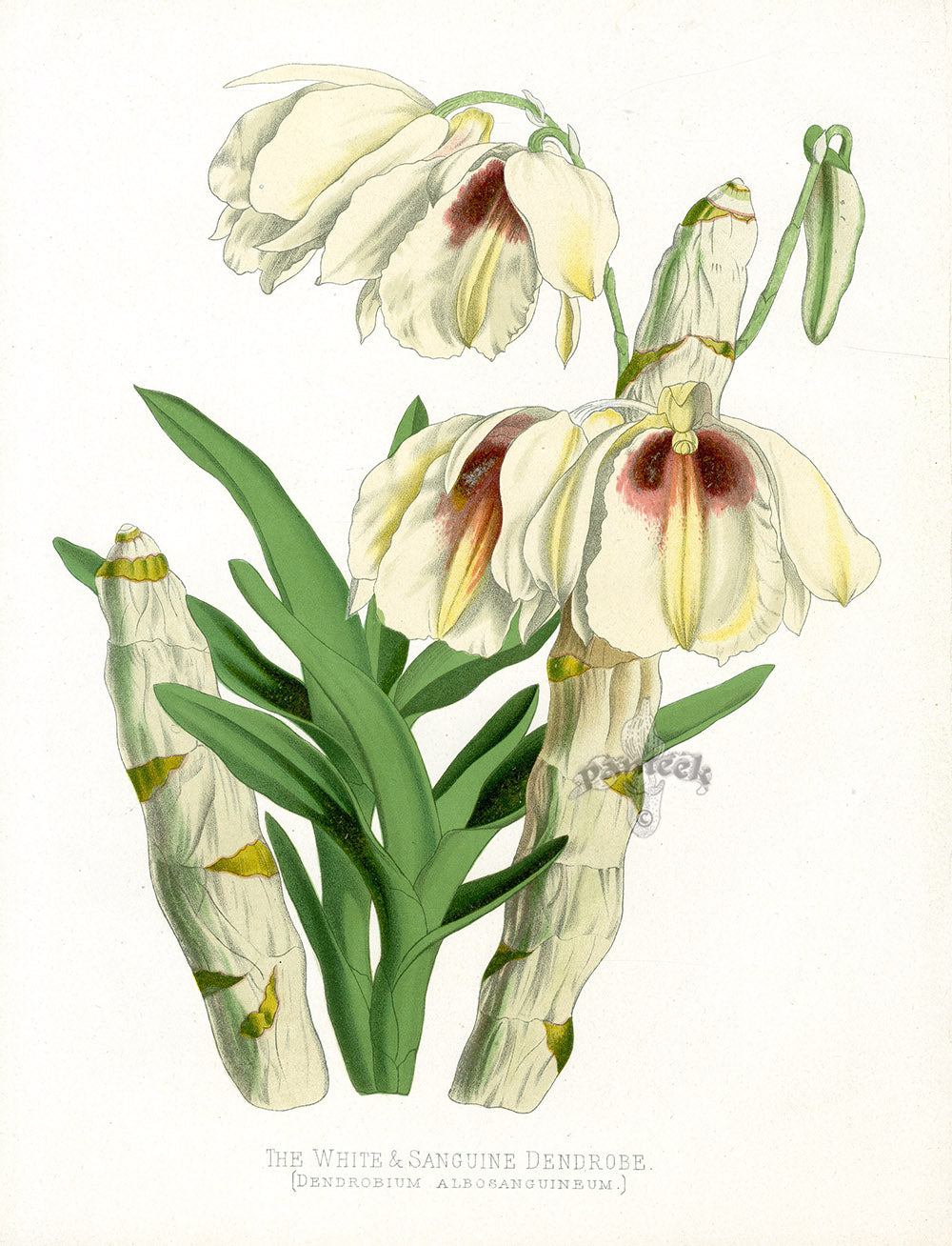 Paxton’s Botanical Prints 1884 Dendrobe Orchid