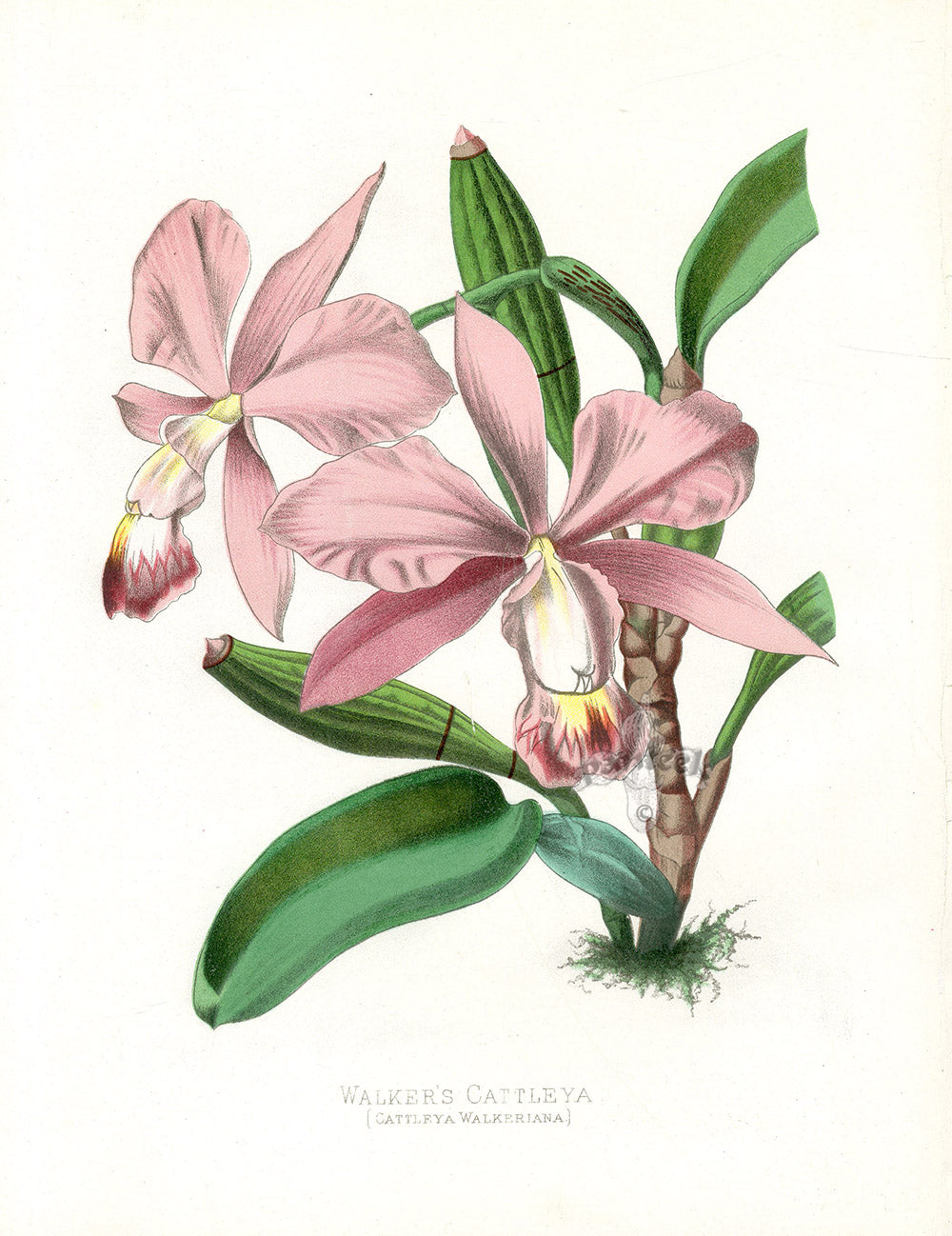 Paxton’s Botanical Prints 1884 Walker's Cattleya | Panteek Antique Prints