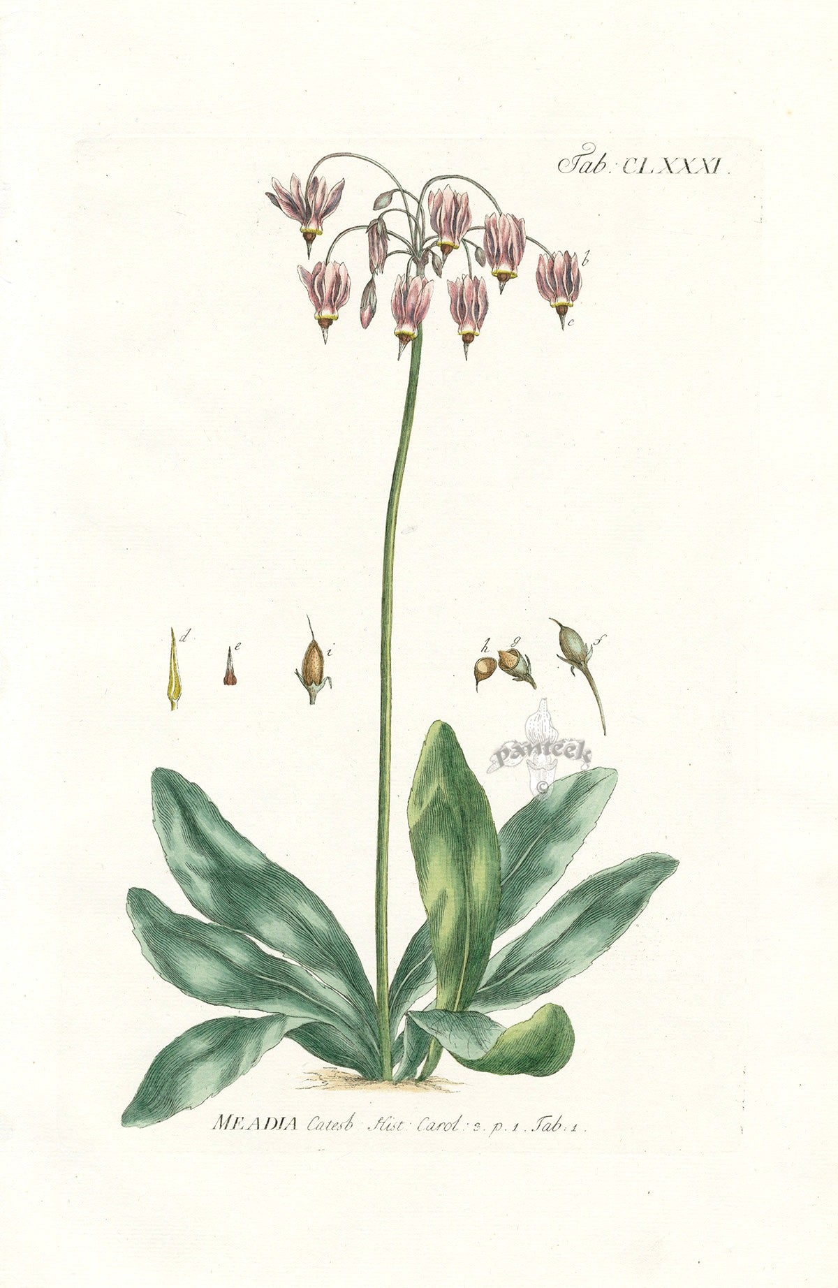 Philip Miller 1768 Antique Botanical Print Shooting Star PML61 ...