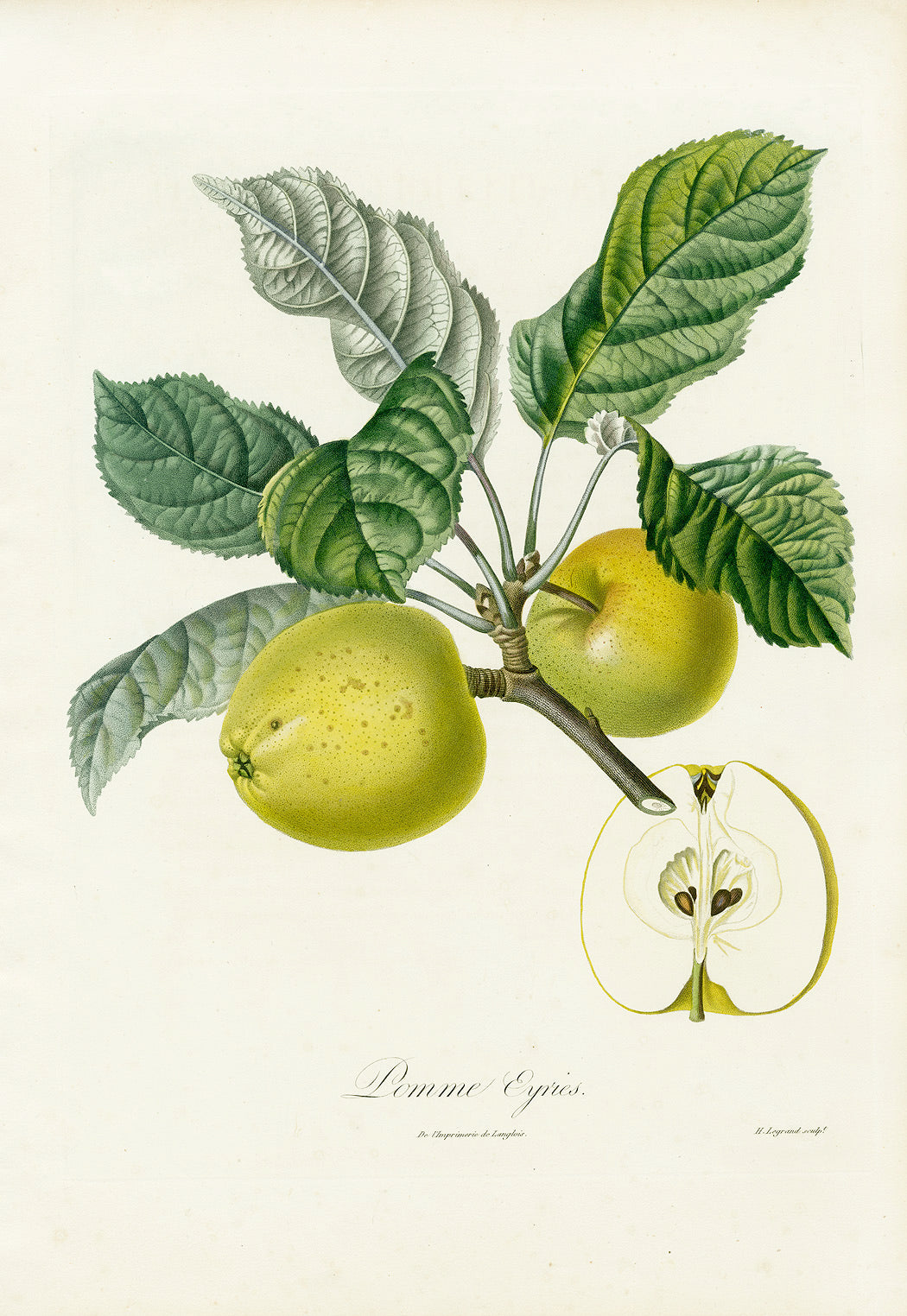 Poiteaux Antique Apple Prints Pomme de Violette Eyries
