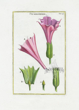 Rei Herbariae by Pitton de Tournefort Angel's Trumpet | Panteek Antique ...