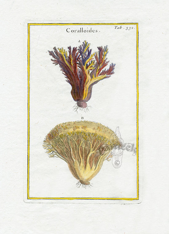 Rei Herbariae by Pitton de Tournefort Coralloides | Panteek Antique Prints