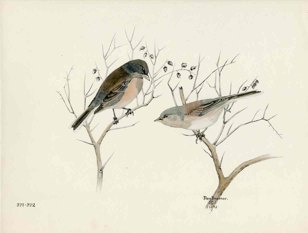 Rex Brasher Baird's, Guadalupe Junco | Panteek Antique Prints