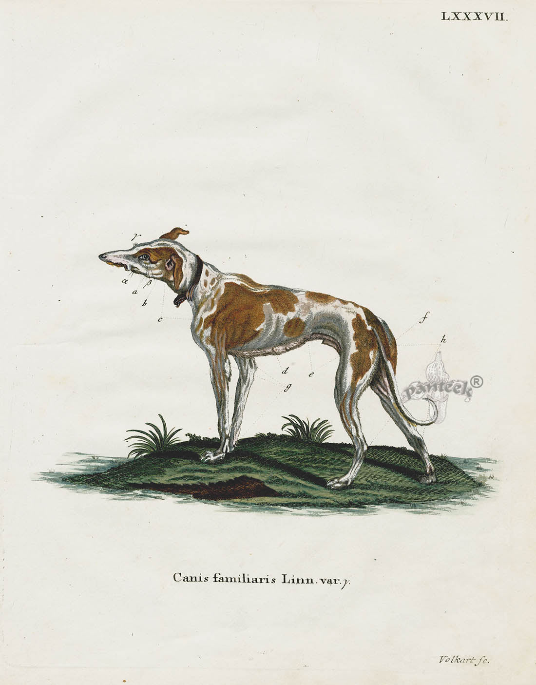 Schreber Fantastic Beasts Antique Engraving Domestic Dog | Panteek ...