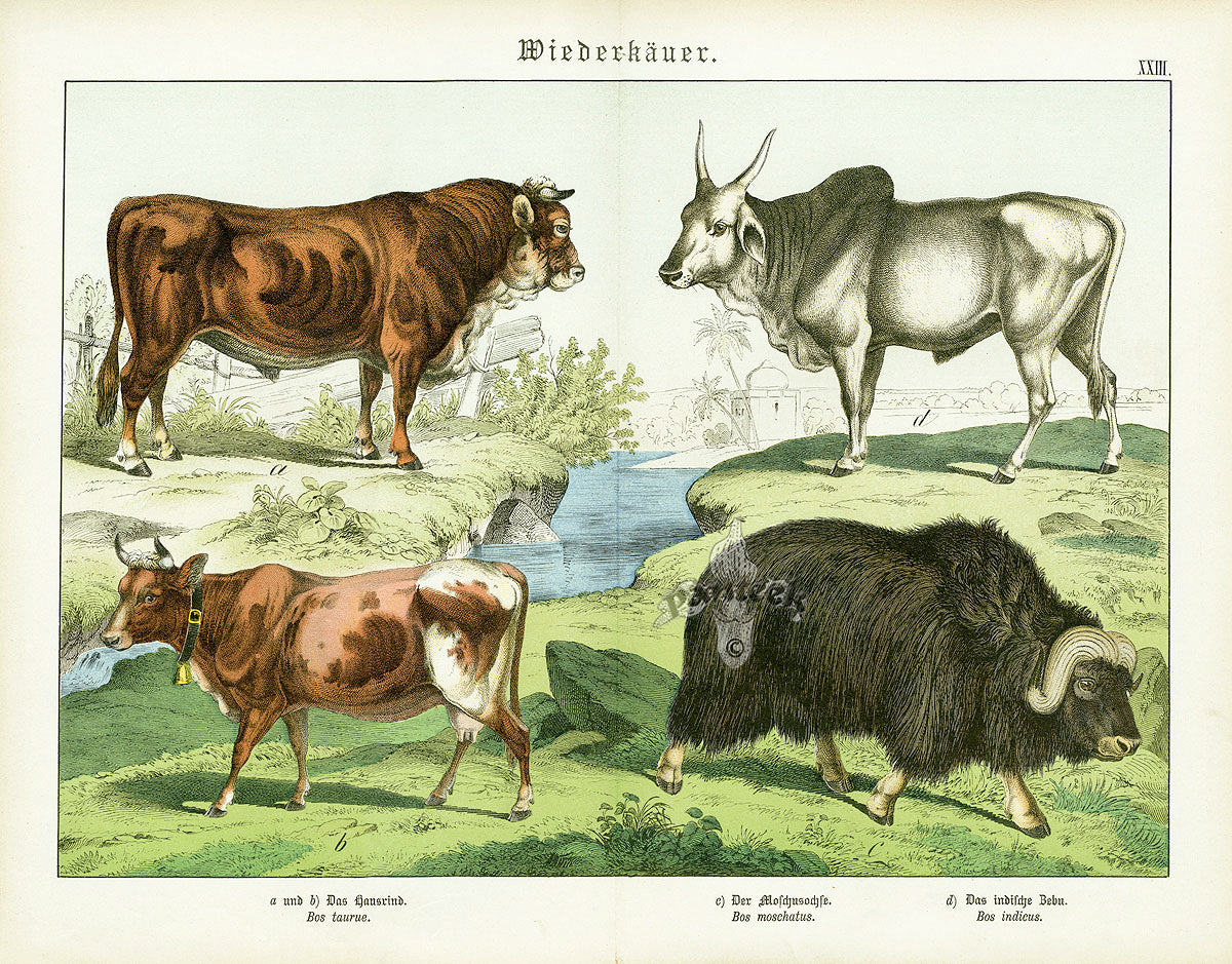 Schubert Animal Realm Print Cattle, Oxen, Bison | Panteek Antique Prints