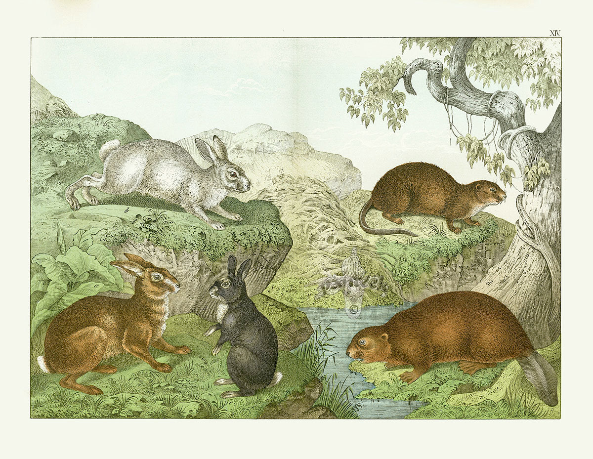Schubert Animal Realm Print Rabbit, Beaver | Panteek Antique Prints