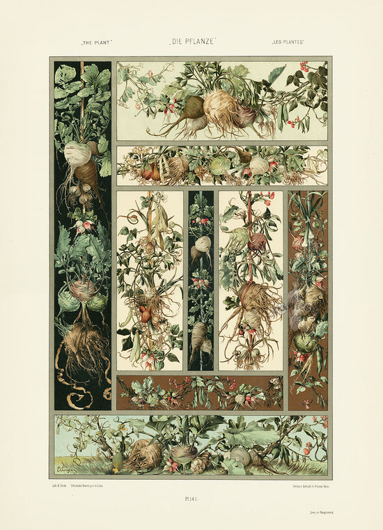Seder The Plant in Art and Trade Print Turnips, Radish, Garlic ...