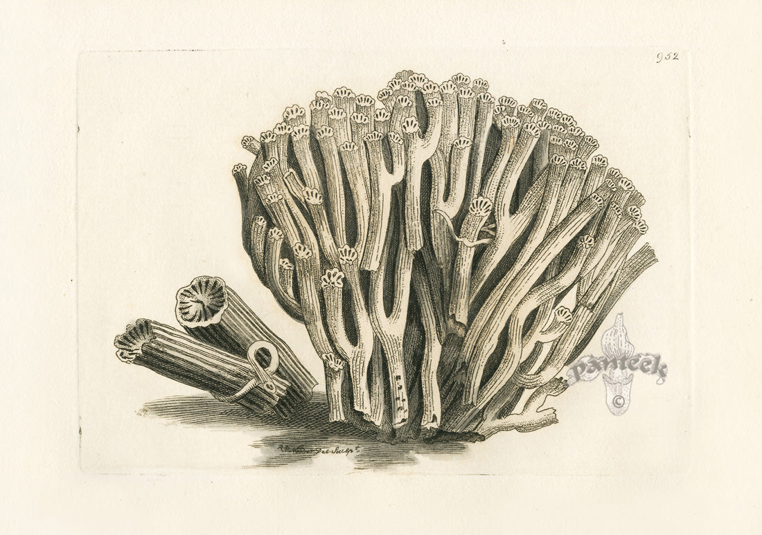 Shaw Nodder Antique Engraving Flexuous Madrepore | Panteek Antique Prints
