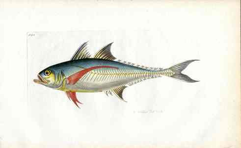 Shaw Nodder Antique Engraving Torpedo Scad Fish | Panteek Antique Prints