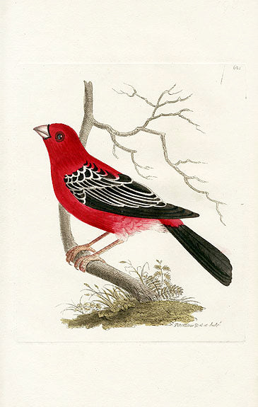 Shaw & Nodder Bird Print 1795 Greater Bulfinch | Panteek Antique Prints