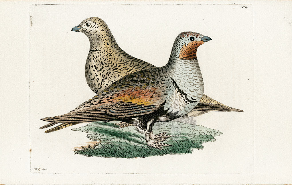 Shaw & Nodder Bird Print 1795 Sand Partridge | Panteek Antique Prints