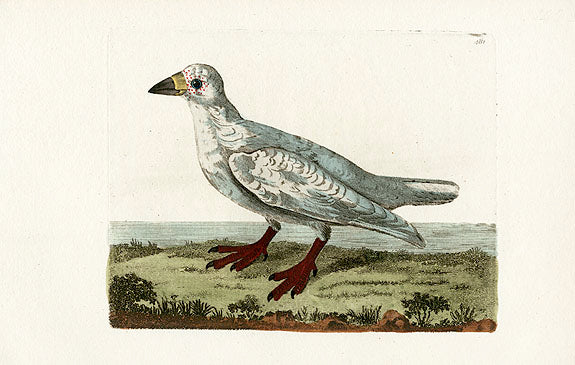 Shaw & Nodder Bird Print 1795 Southern Sheathbill