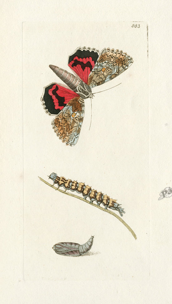 Shaw & Nodder Engravings 1795 Crimson Underwing Moth | Panteek Antique ...