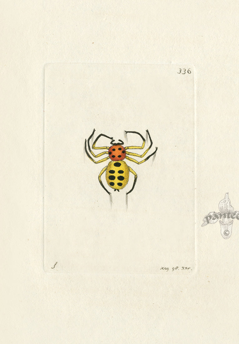 Shaw & Nodder Engravings 1795 Golden Spider | Panteek Antique Prints