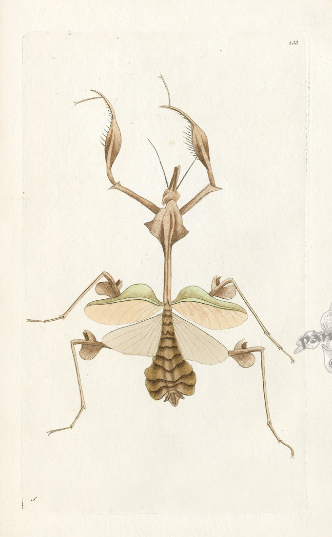 Shaw & Nodder Engravings 1795 Long-Breasted Mantis | Panteek Antique Prints