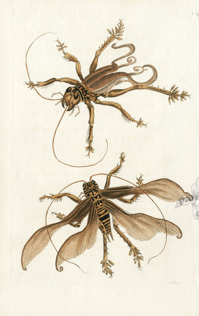 Shaw & Nodder Engravings 1795 Spiral-Winged Locust | Panteek Antique Prints