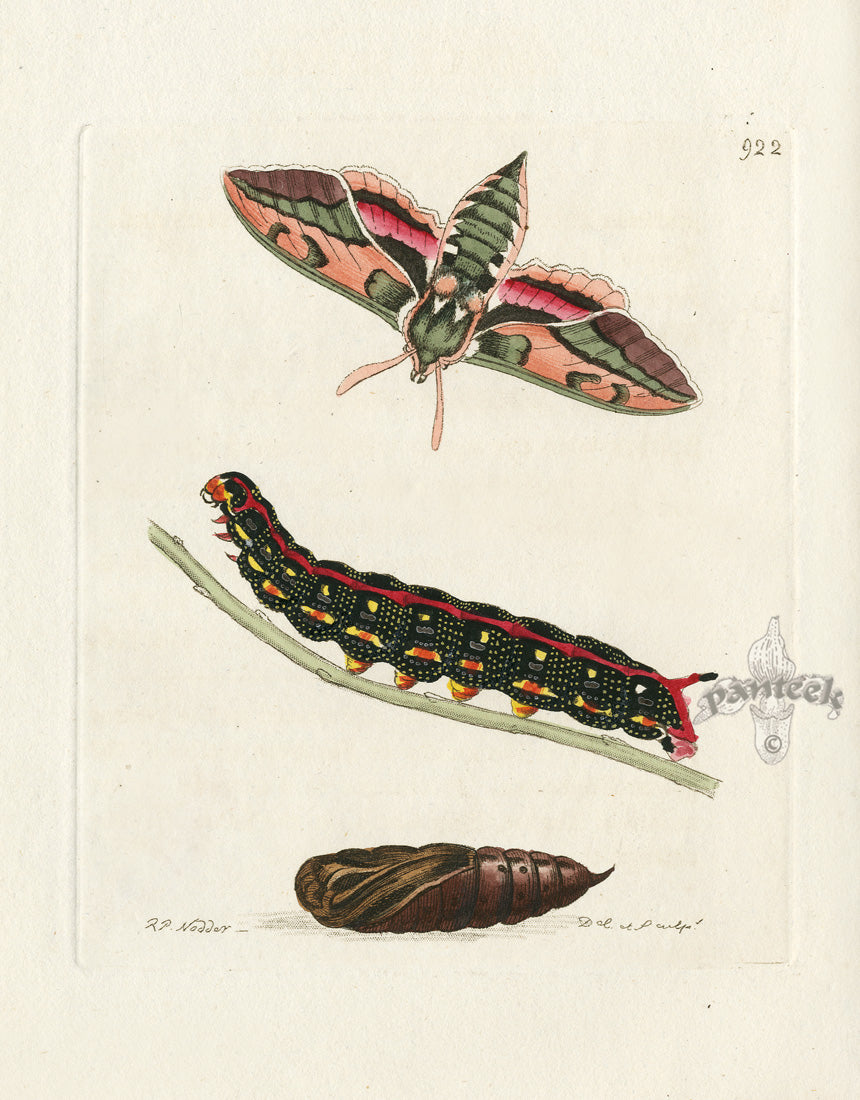 Shaw & Nodder Engravings 1795 Spurge Sphinx | Panteek Antique Prints