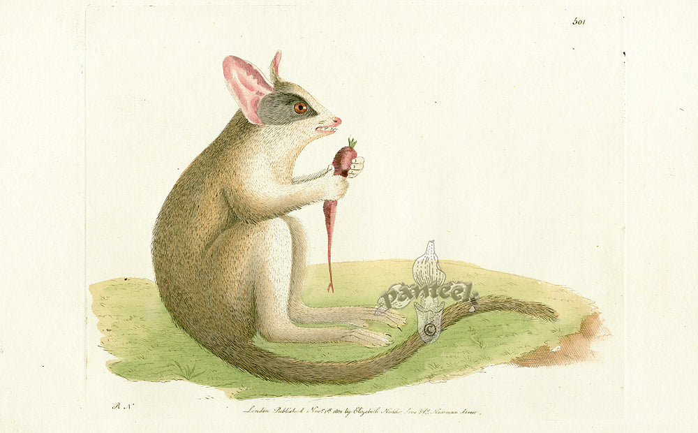 Shaw & Nodder Mammals Prints 1795 Calago Lemur | Panteek Antique Prints