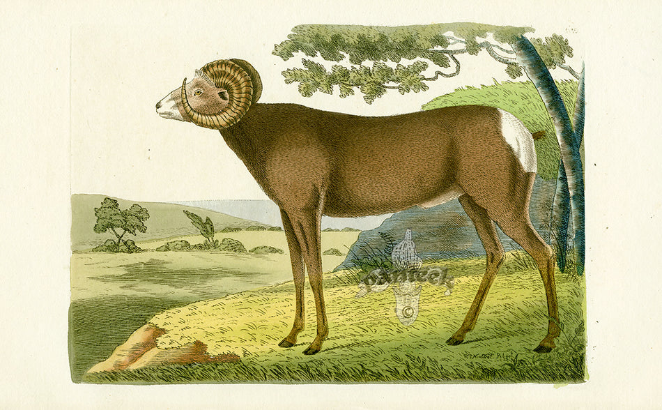 Shaw & Nodder Mammals Prints 1795 Canadian Sheep | Panteek Antique Prints