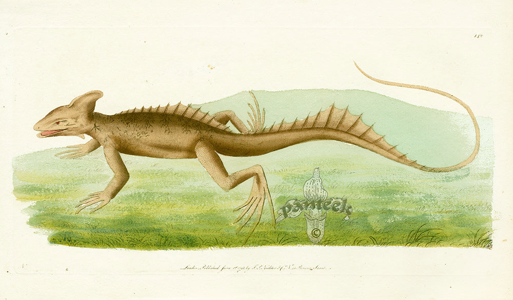 Shaw & Nodder Naturalists Miscellany Engraving Basilisk | Panteek ...