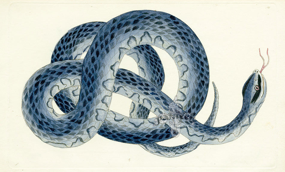 Shaw & Nodder Naturalists Miscellany Engraving Blue Viper | Panteek ...