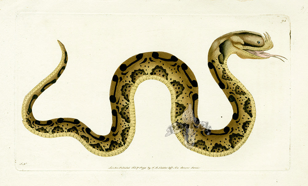 Shaw & Nodder Naturalists Miscellany Engraving Horn-nosed Snake ...