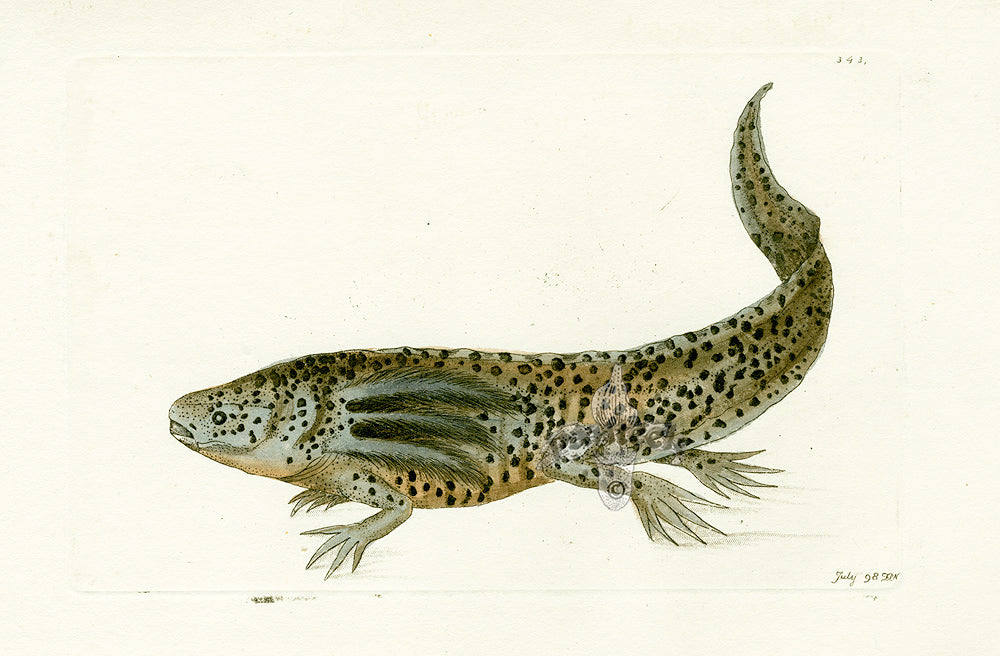 Shaw & Nodder Naturalists Miscellany Engraving Mexican Tadpole ...