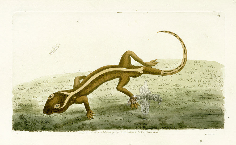 Shaw & Nodder Naturalists Miscellany Engraving Single-striped Lizard ...
