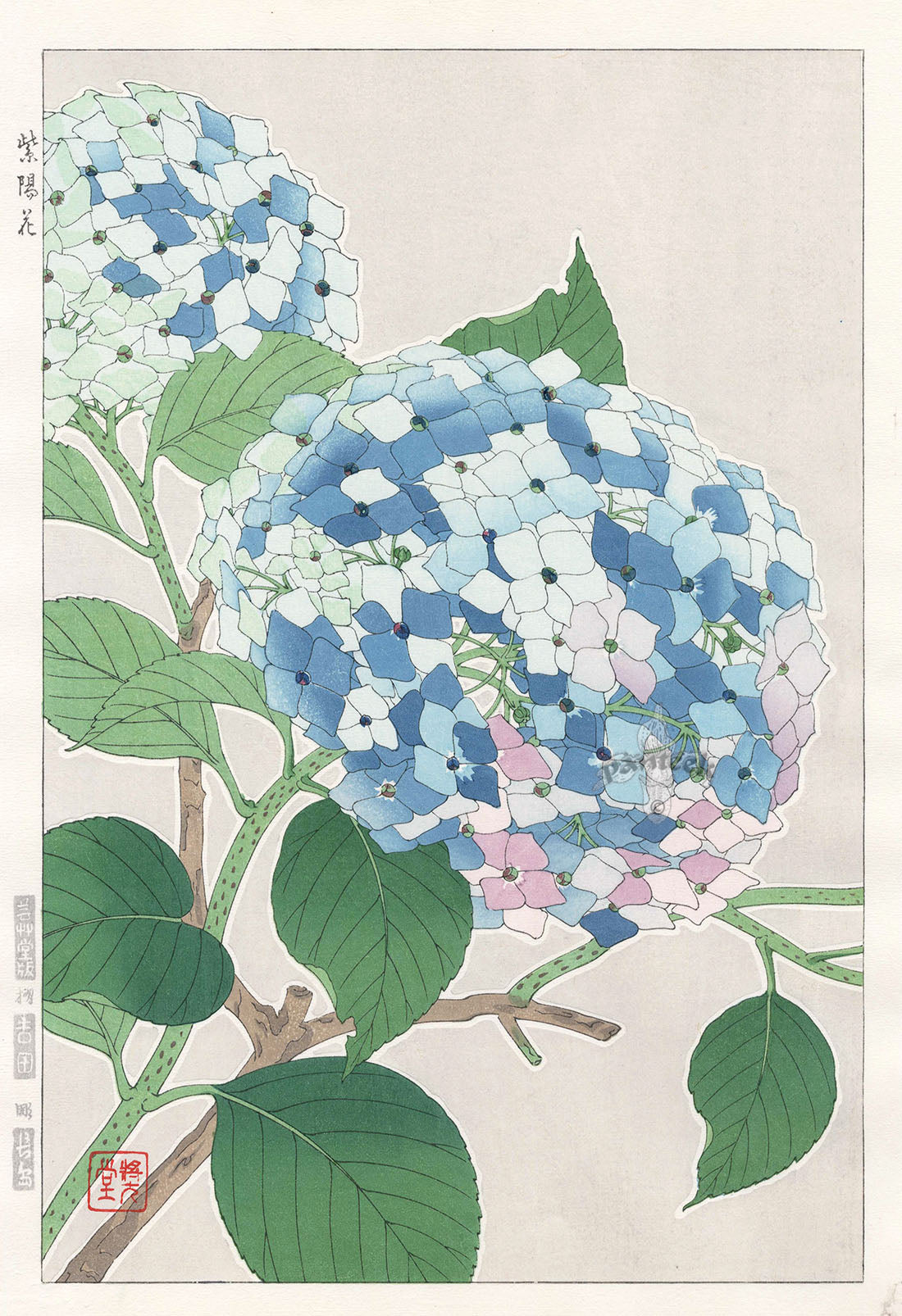 Shodo Kawarazaki Hydrangea | Panteek Antique Prints