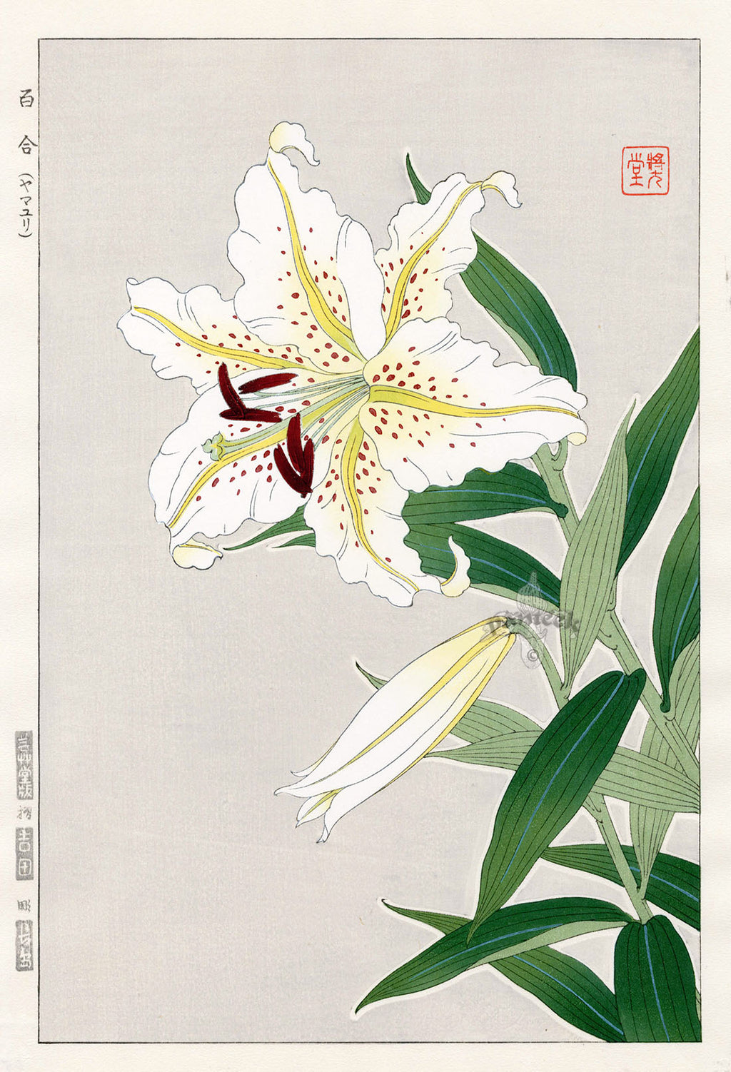 Shodo Kawarazaki Lily | Panteek Antique Prints