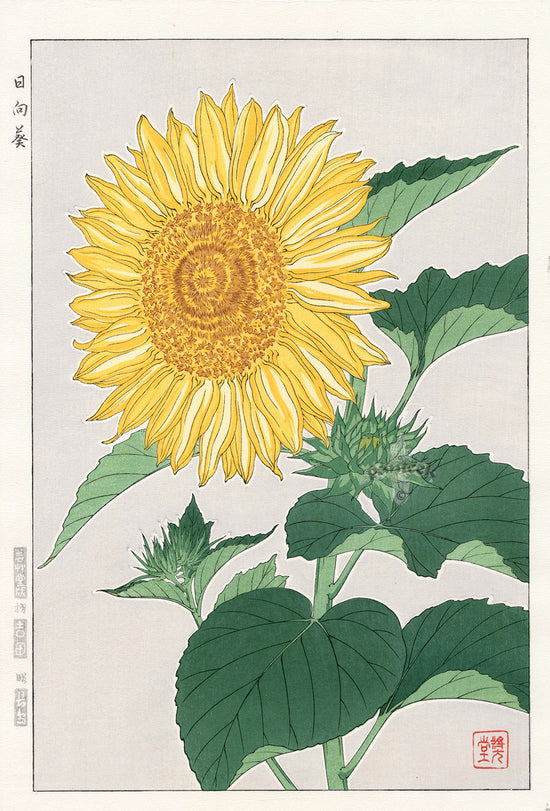 Shodo Kawarazaki Sunflower | Panteek Antique Prints