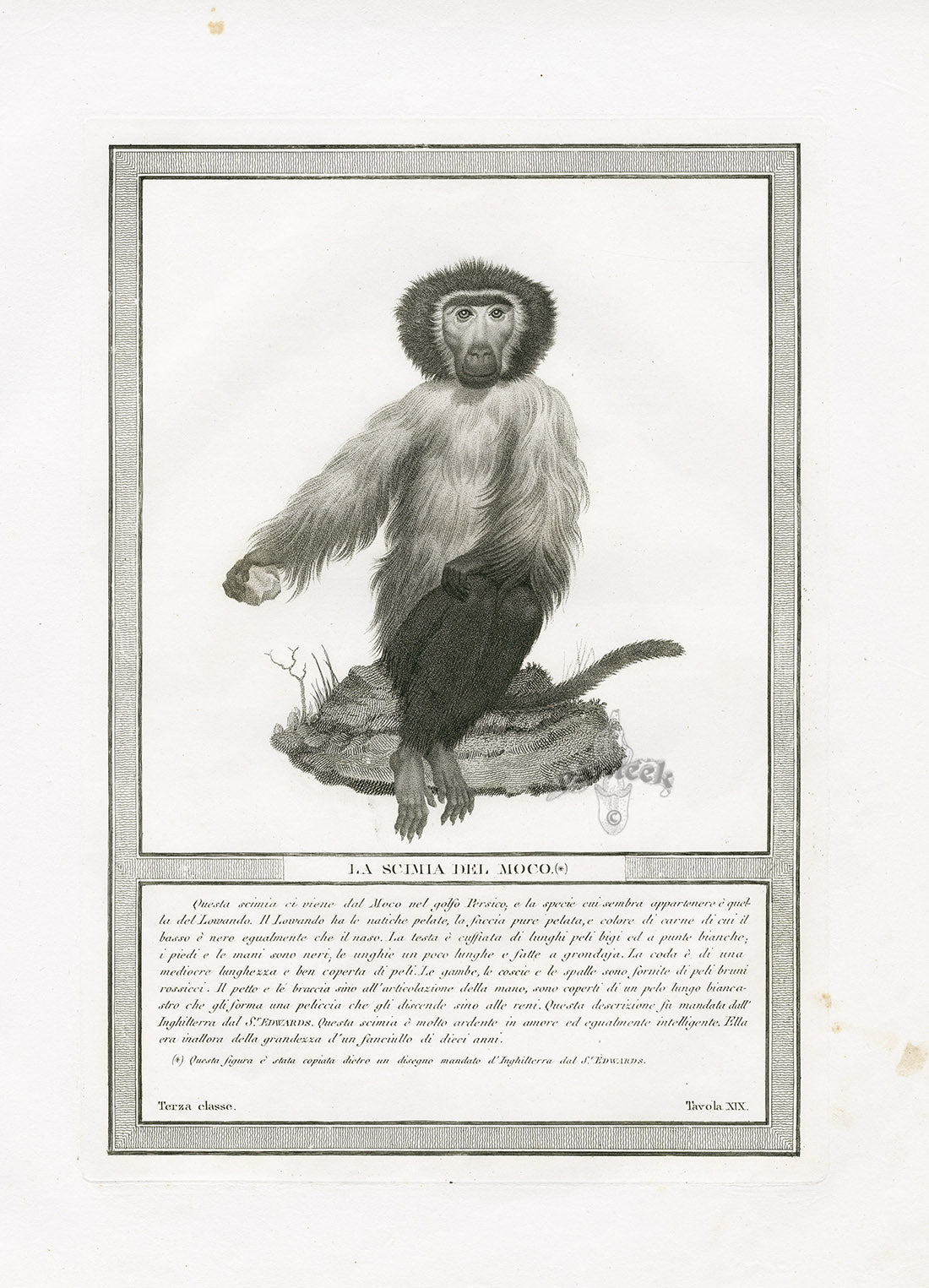 Storia Naturale 1812 Jacob Antique Prints Moco Monkey